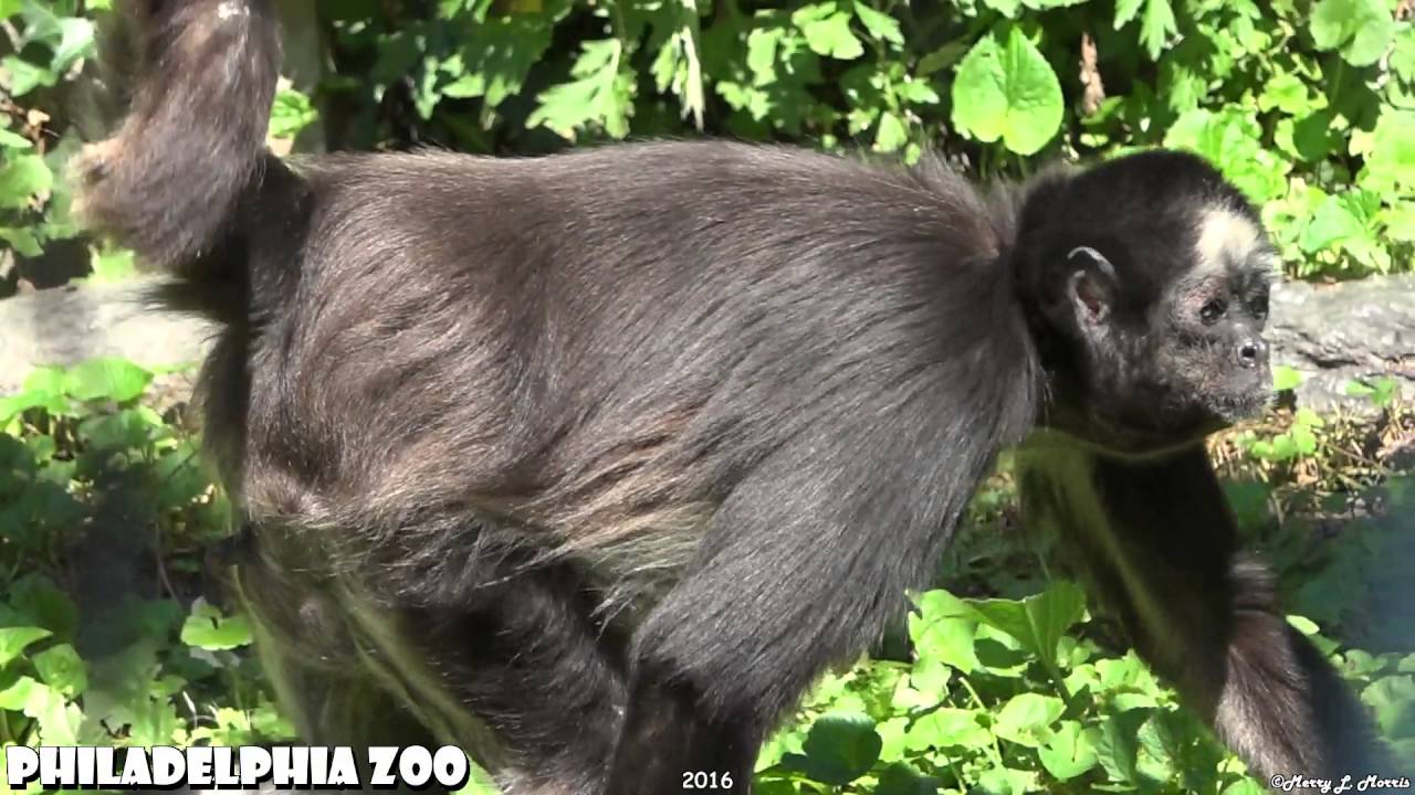 Philadelphia Zoo Spider Monkeys - YouTube