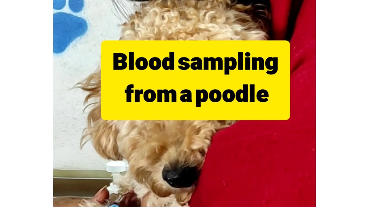 "Blood Sampling from a Poodle: Veterinary Procedure" - YouTube
