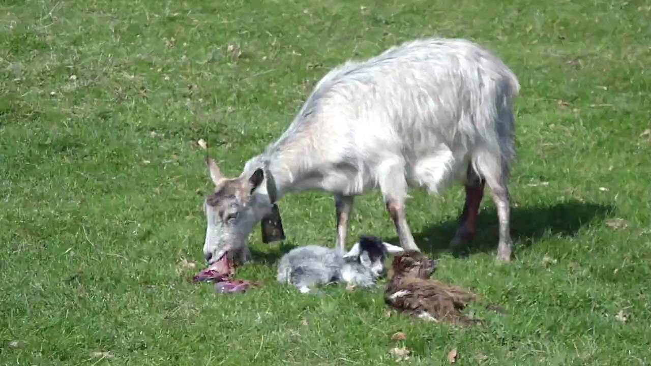 Cabra comiéndose la placenta - YouTube