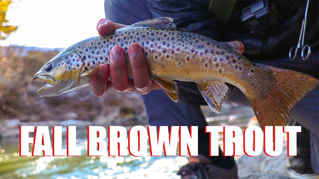 Fall Trout Fishing (Brown Trout and Rainbow Trout) - YouTube
