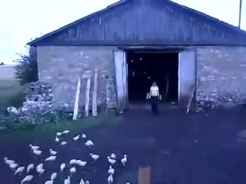 Ehtiyatda olan Herbici heyvan besliyerse