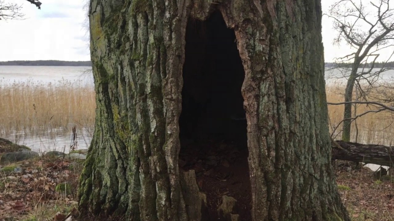 Trees Swaying in The Wind. With Music - YouTube