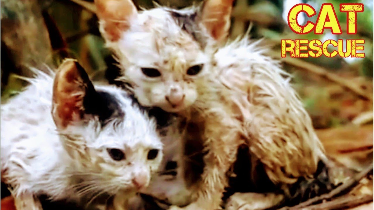 😥Rescue Cats before and after | Homeless Cat in Crisis | help Cats ...