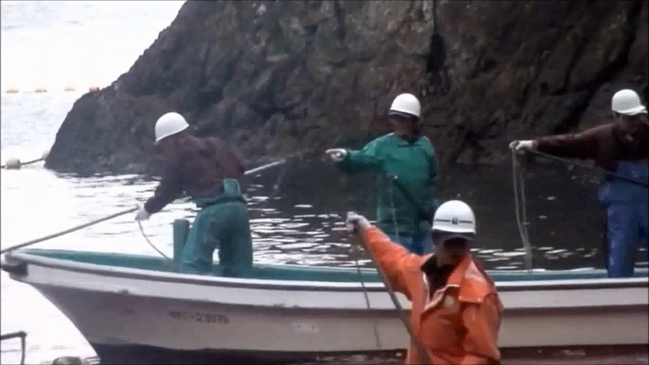 Taiji Dolphin Drive Hunt Presentation - YouTube