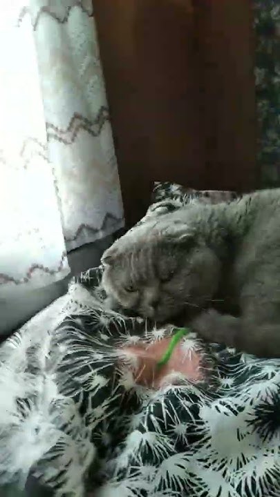 Миленький котик 😺 ️ Youtube