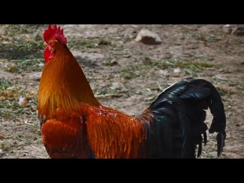 'ANNE' DİYEN HOROZ