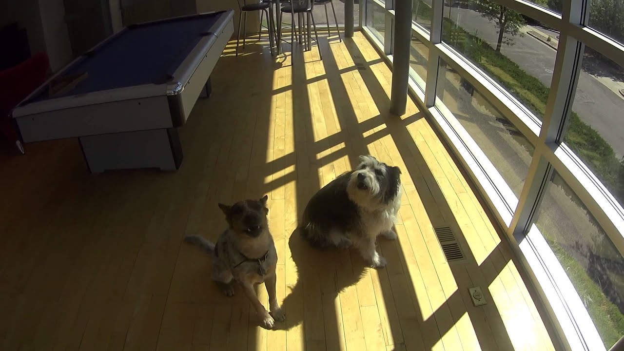 Simon & Penelope Howling - The Pilot Episode - YouTube