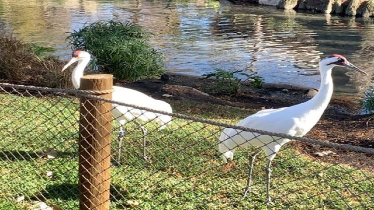 Take a closer look at the new whooping crane habitat at the San Antonio ...