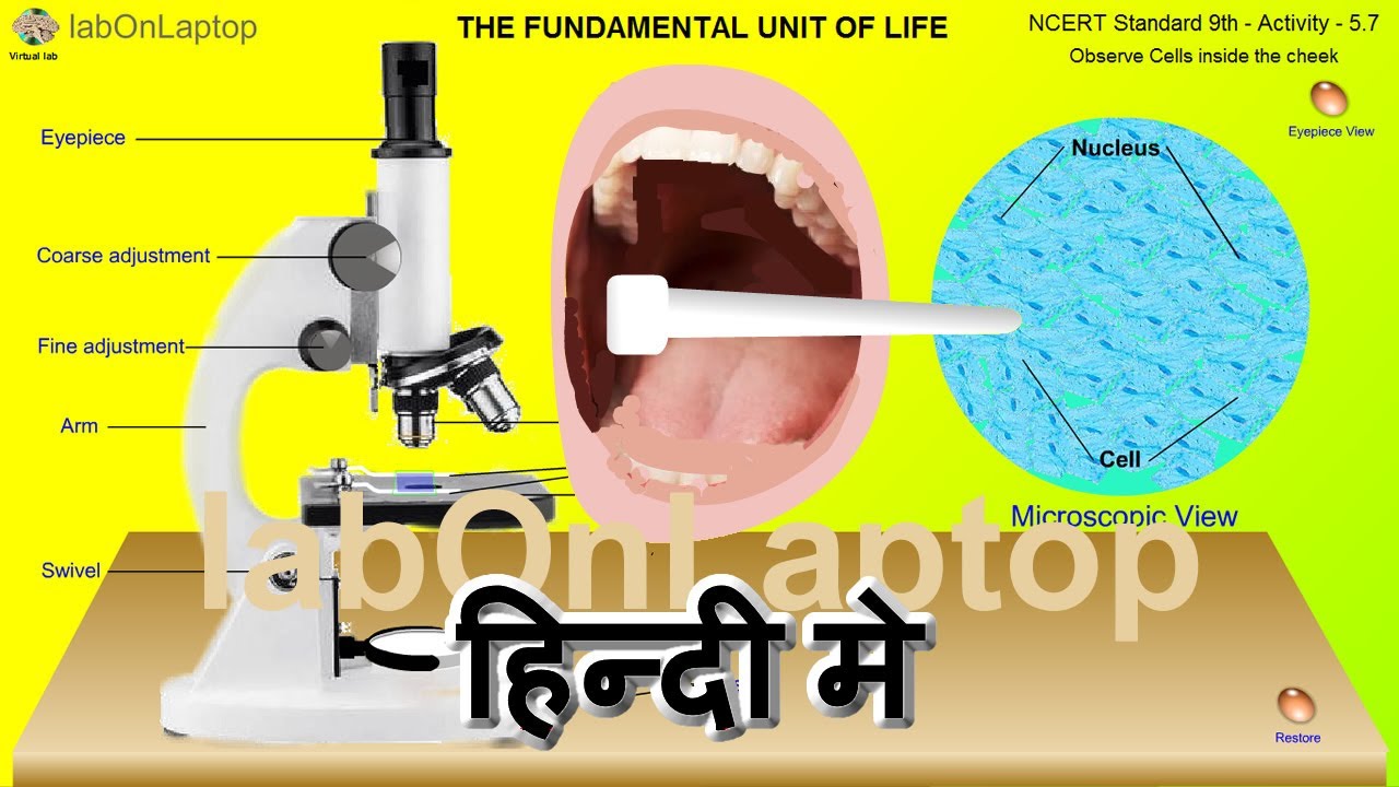 NCERT Class 9th - Activity 5.7 | Observing Cheek Cells in Microscope ...