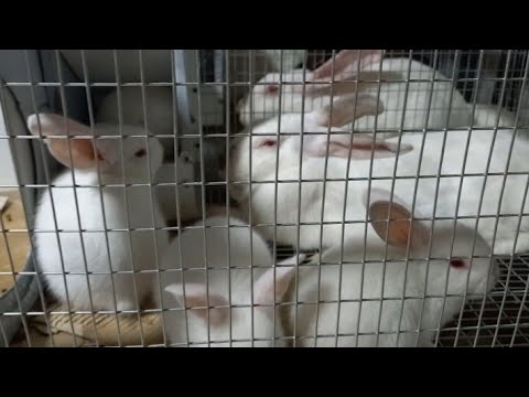 Quyon Boqish Quyonchalar Xaqida - YouTube