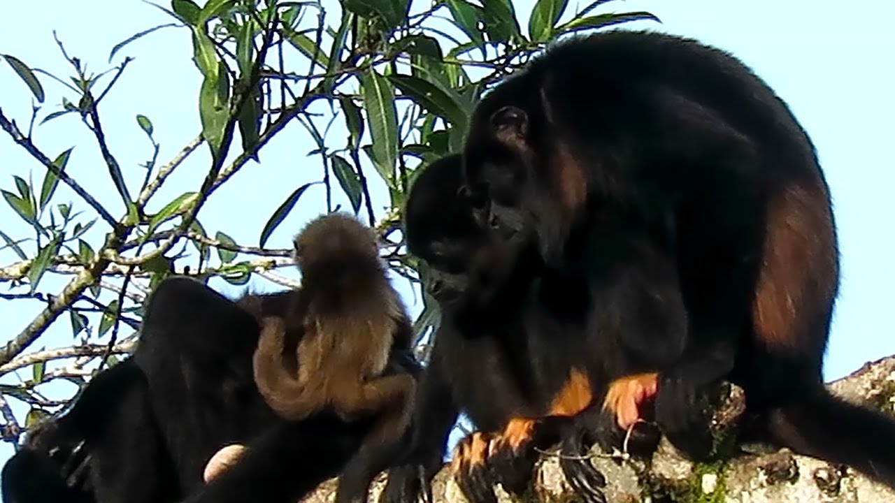 Baby Howler Monkey Crawling Over Its Troop - YouTube