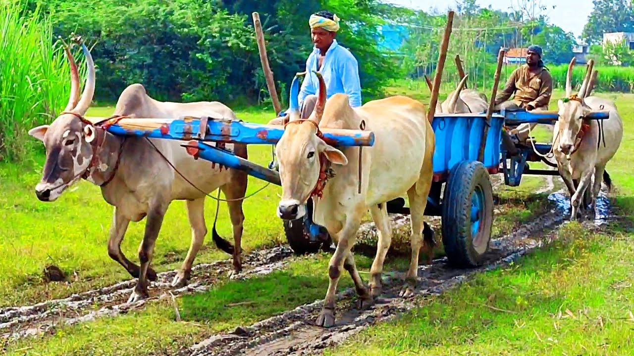 bullock cart ride | bullock cart race | bullock cart videos | bulls ...