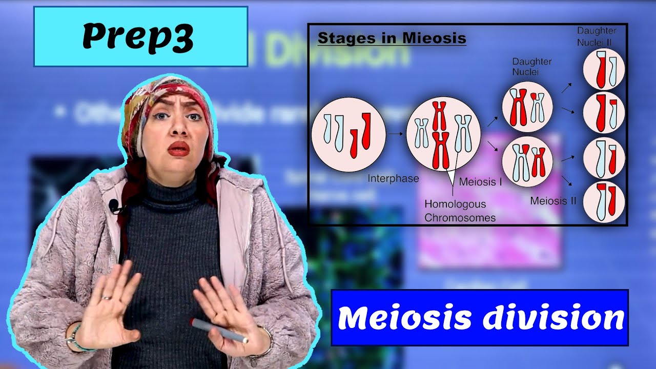 Science Prep 3 | First Term 2024 | Meiosis division - YouTube