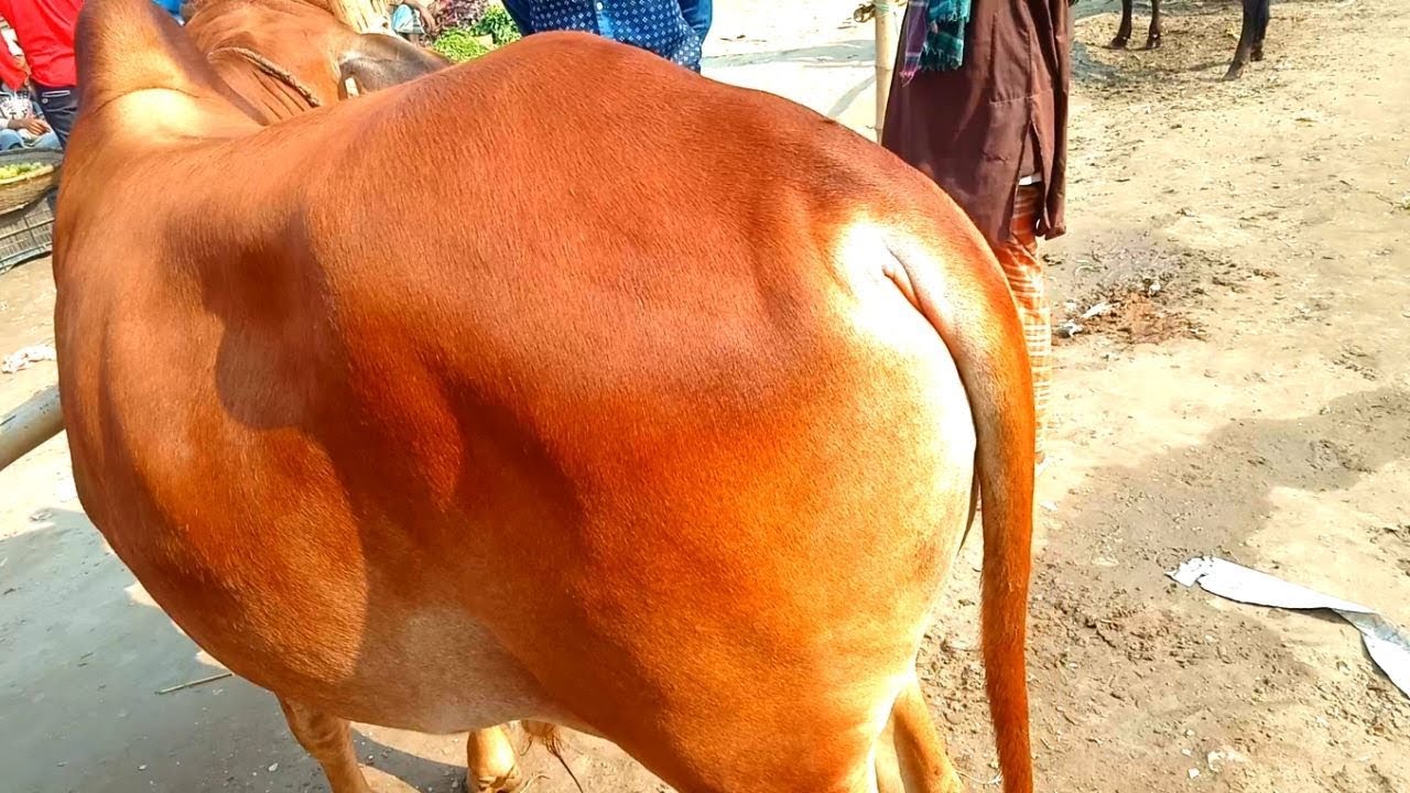 "সিন্ধি" জাতের গরু কিনুন।৮৫হাজার টাকায়|সিটি হাটে brahma cow|Nepali cow ...