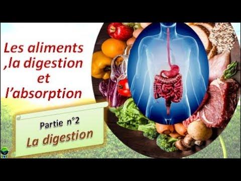 La digestion 3AC , partie 2 - YouTube