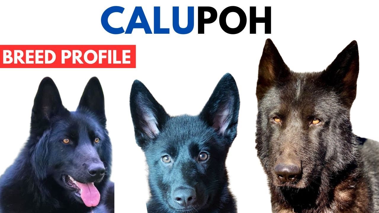 Calupoh Breed Profile History - Price - Traits - Mexican Wolf dog ...