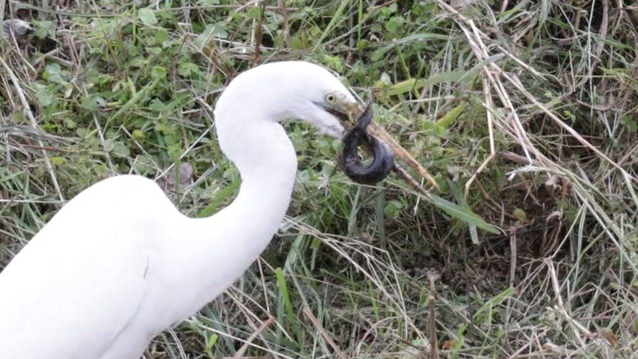 Egret KEEPS Dropping Wriggling Fish | Upo Wetlands, Korea - YouTube