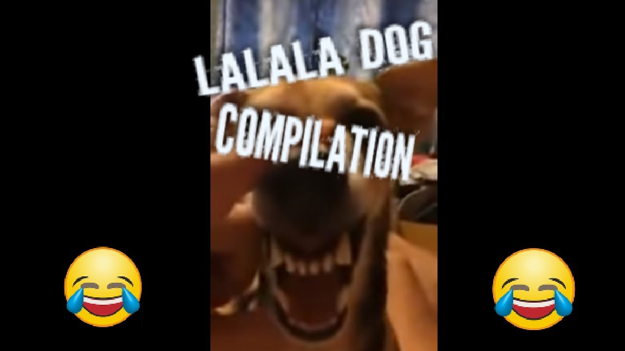 Side-splitting La La La Dog Compilation! - YouTube