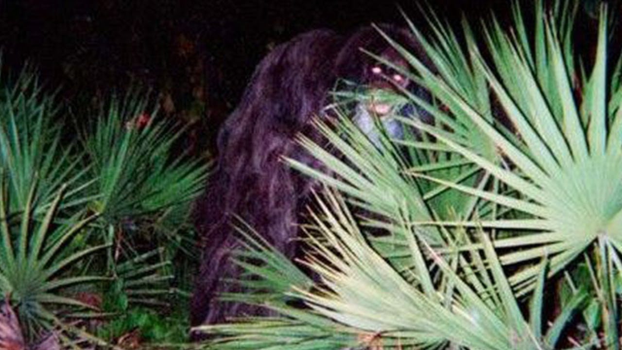 Unsettling Big Foot Encounters We Can No Longer Ignore - YouTube