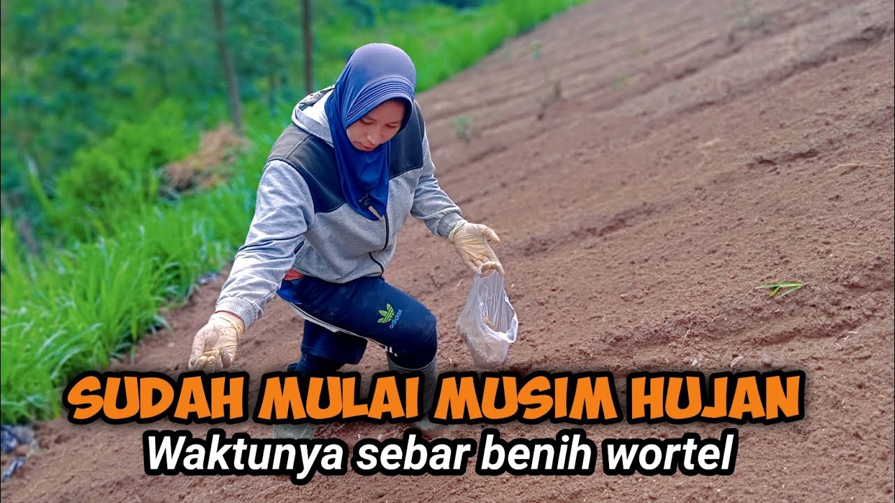 🔴Menabur Bunga Wortel untuk Masa Depan Pertanian yang Lebih Hijau - YouTube