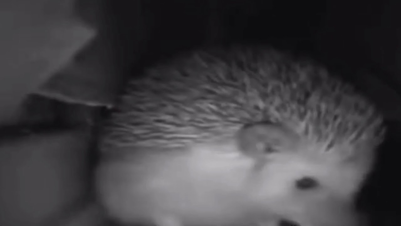 nuclear hedgehog sneeze - YouTube