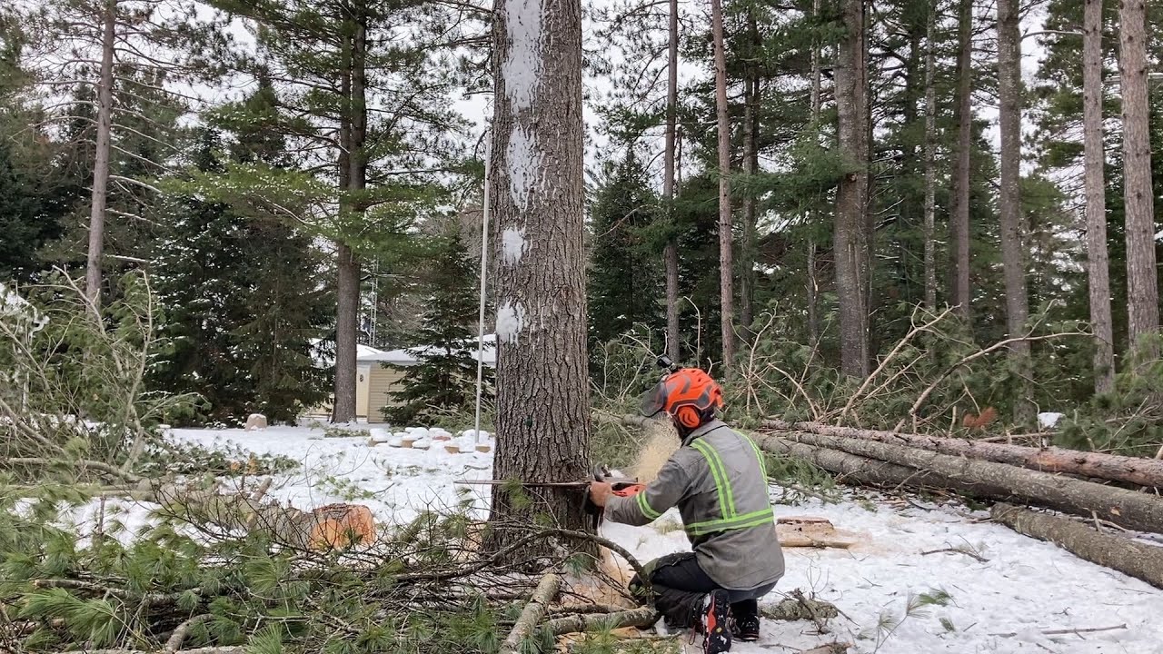 Tree work Laying Down Pine Trees 572xp - YouTube