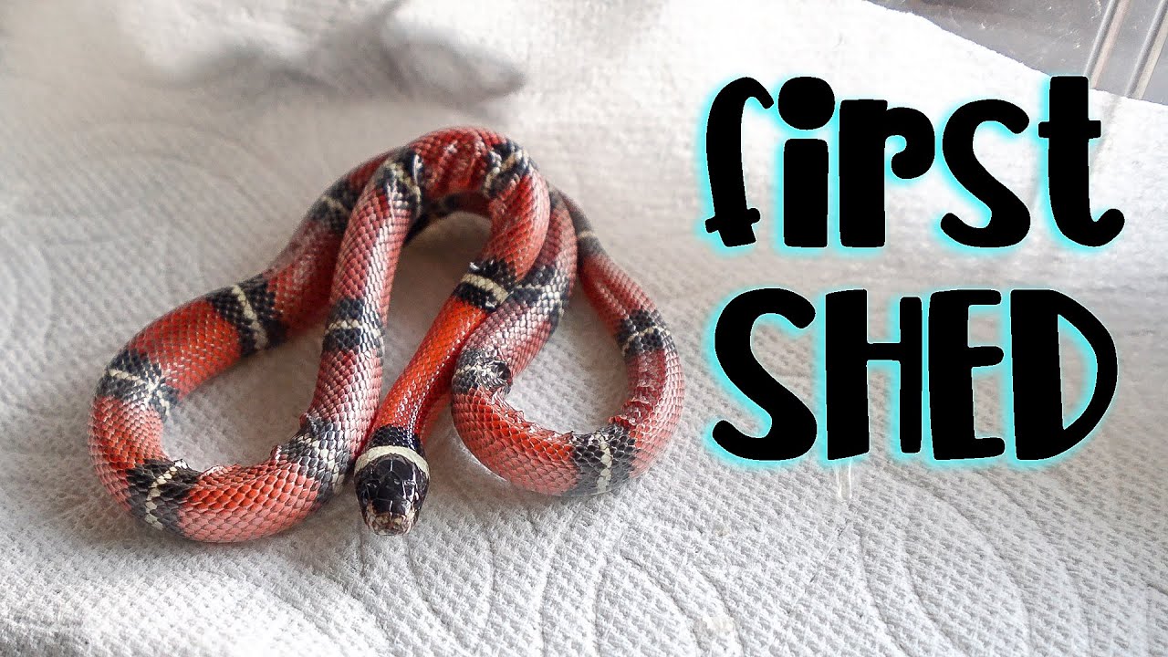 my baby snake SHED for the first time! - YouTube