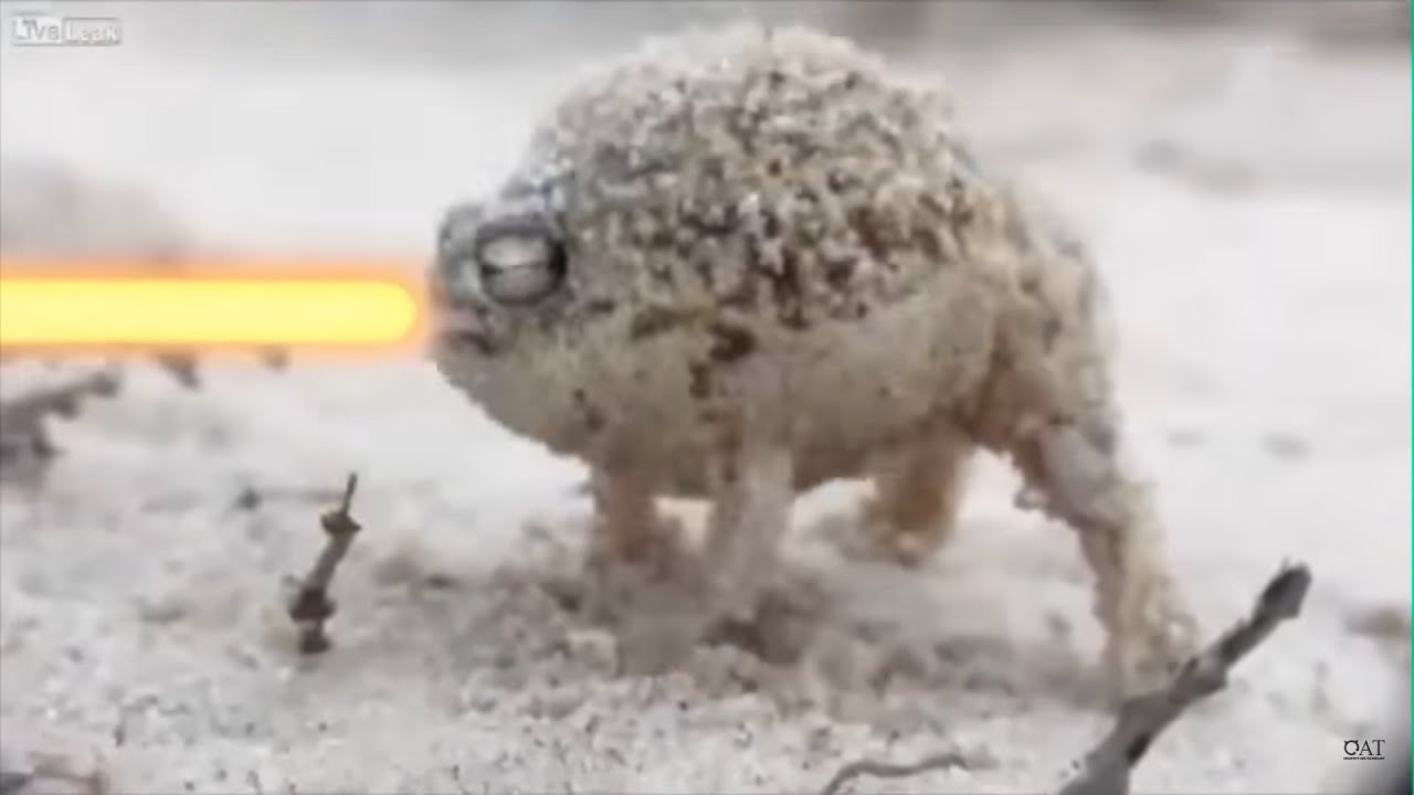 LaserFrog In Town - YouTube