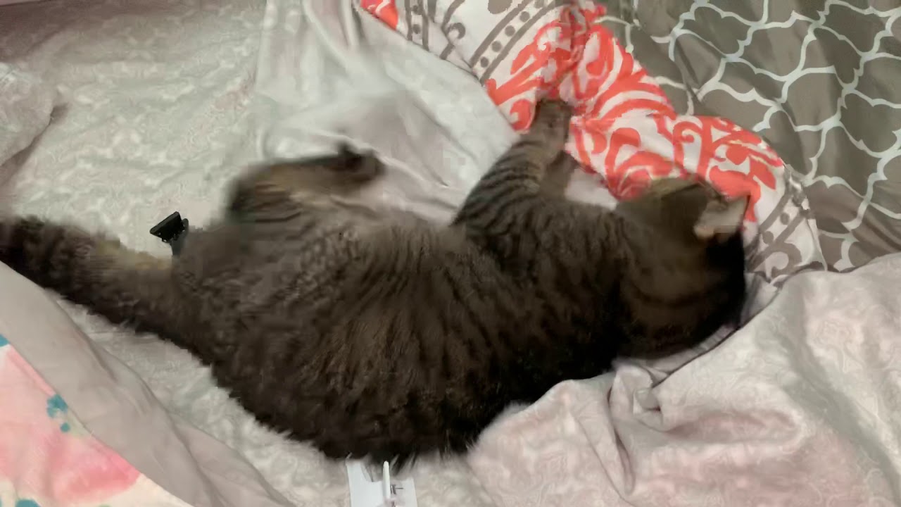 How Cat s Seizure Looks Like YouTube how-cat-s-seizure-looks-like-youtube