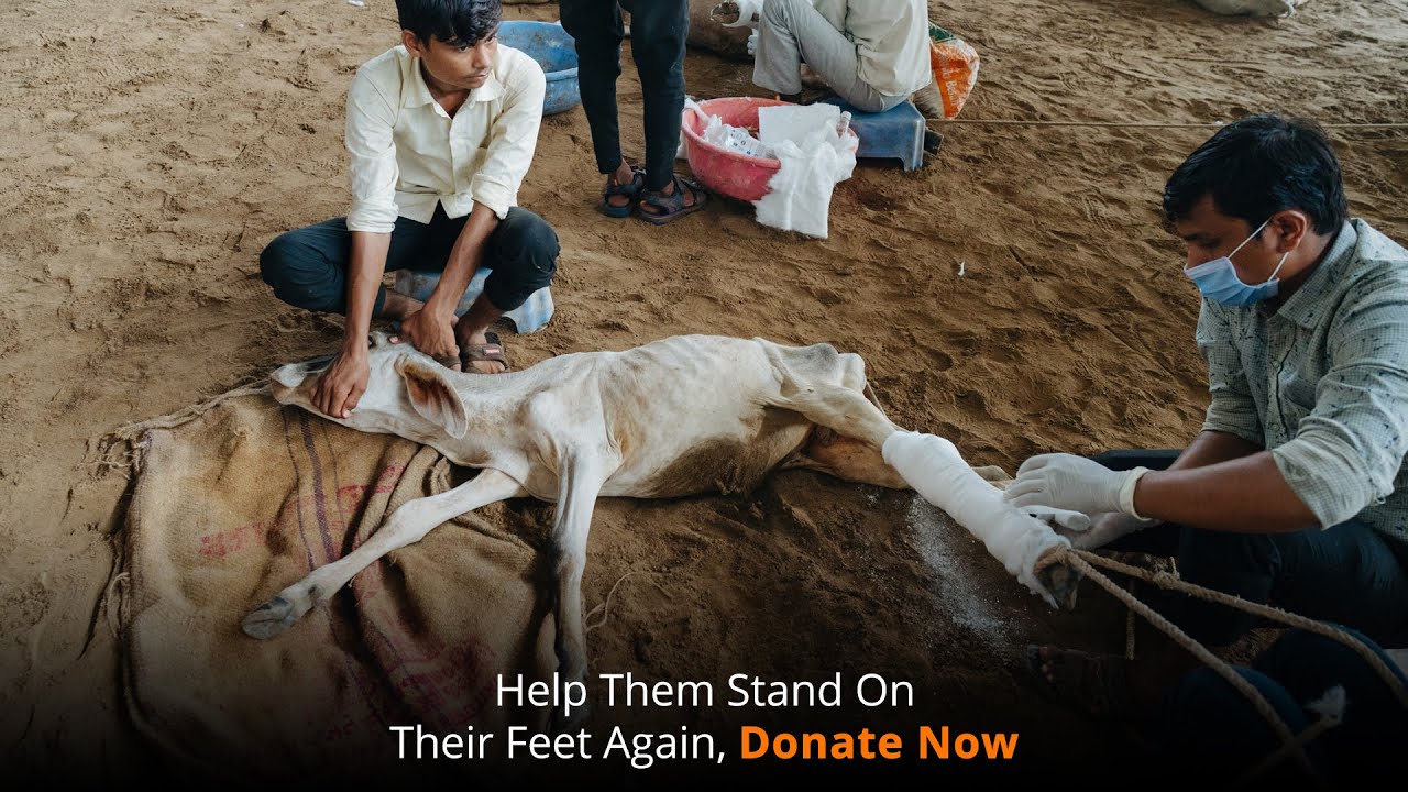 Help Provide Prosthetic Limbs For Injured Cows - YouTube