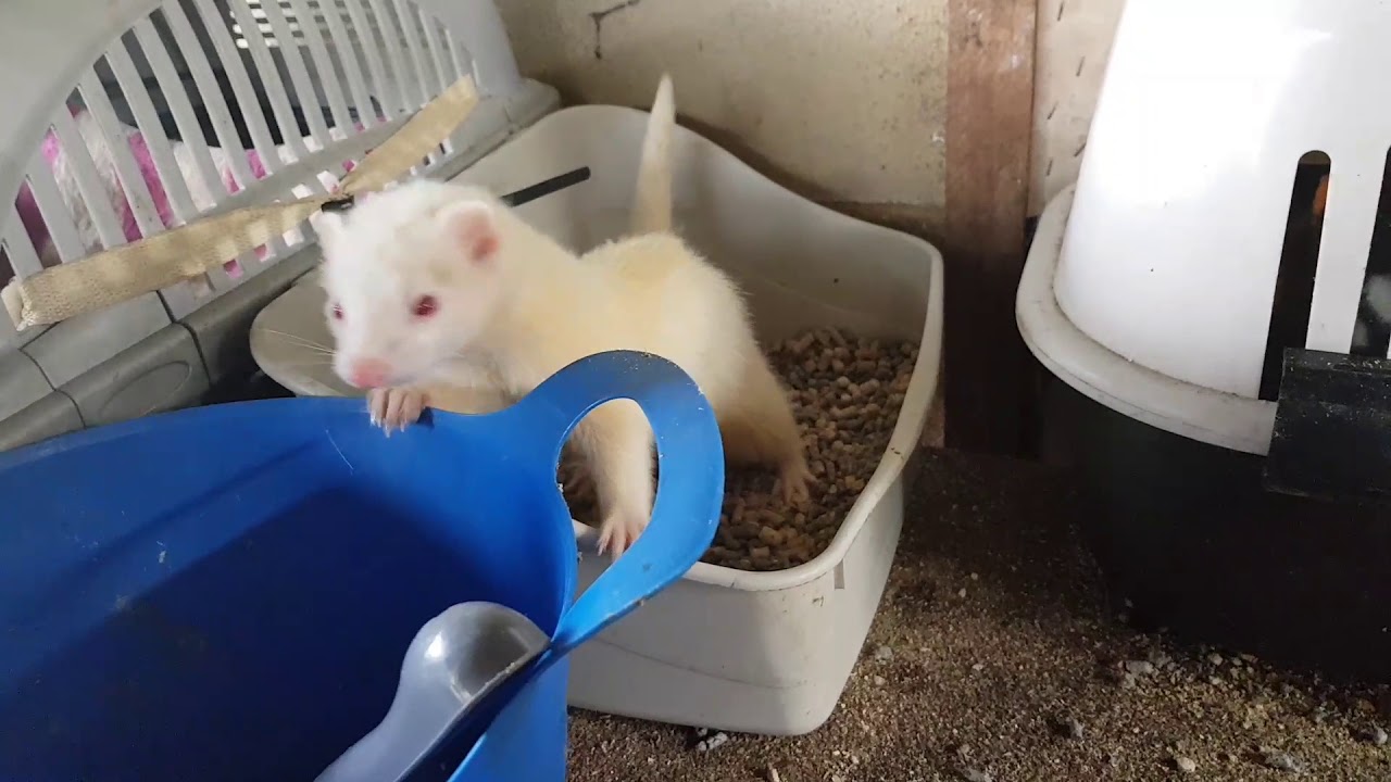 Tour of my ferret enclosure and a peek at most of my ferrets - YouTube