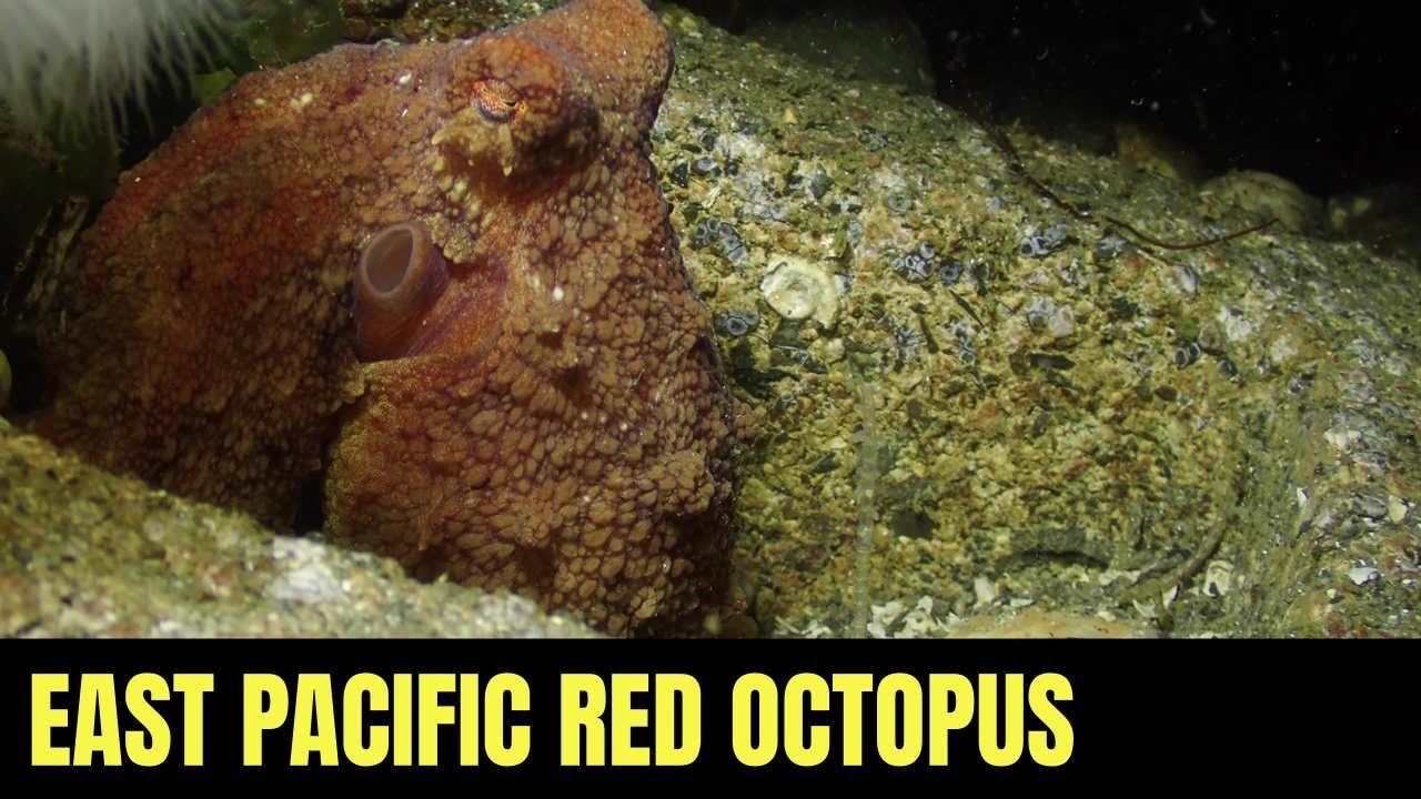 East Pacific Red Octopus 62 | Salish Sea Marine Wildlife - YouTube
