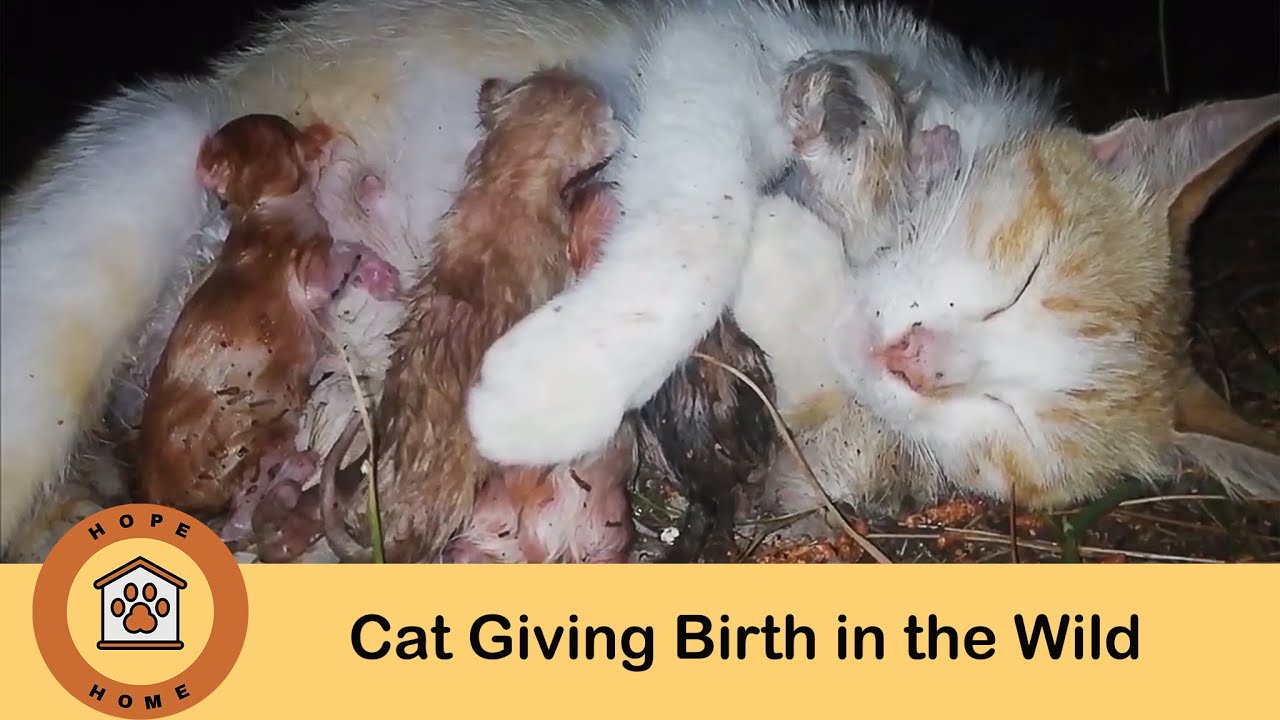 A Brave Cat Mother Giving Birth in the Wild - All Kittens Are Saved ...