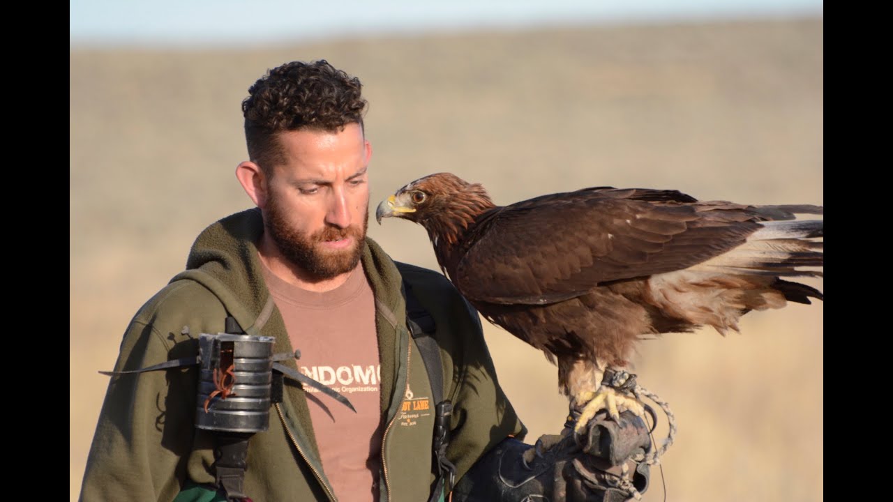 Golden Eagle Falconry Conditioning and Training - YouTube
