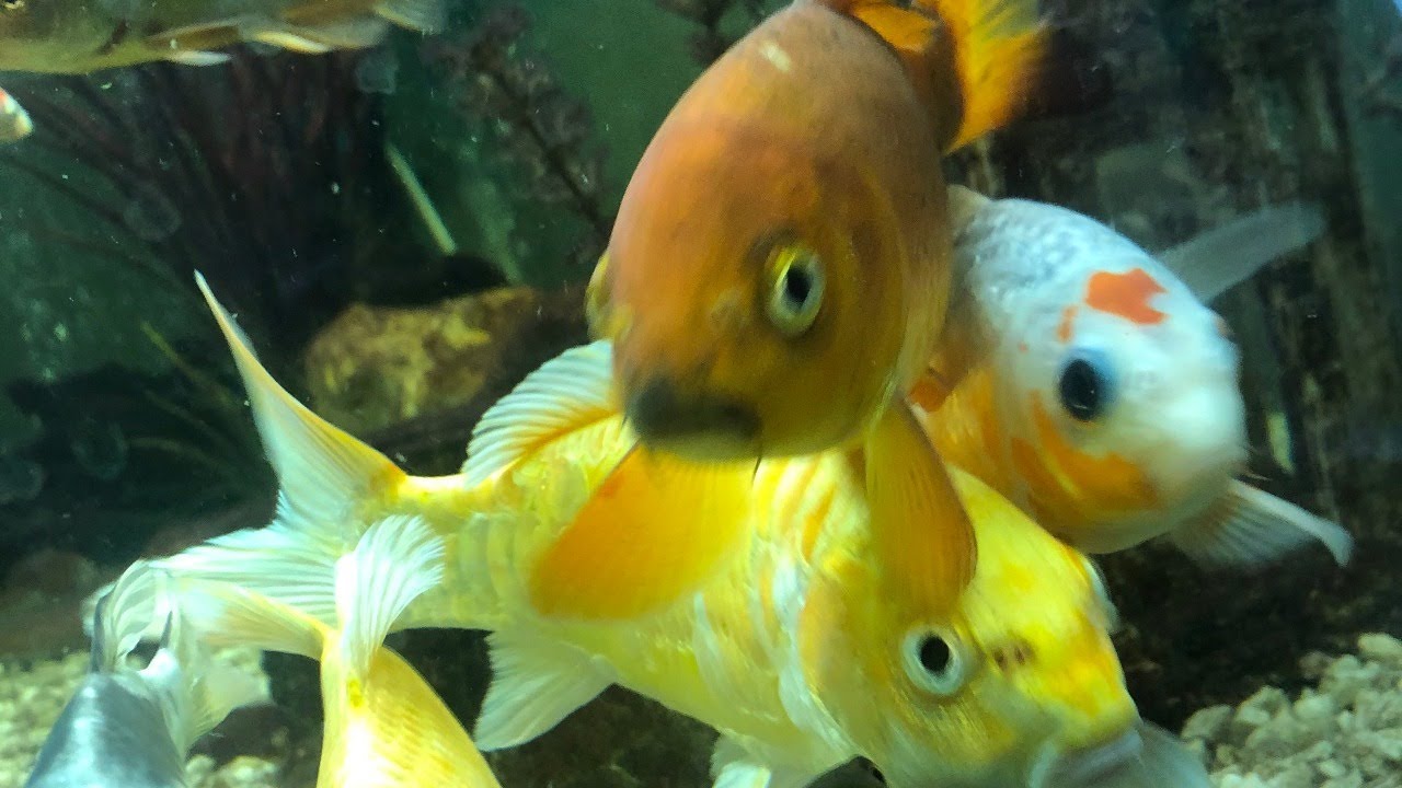 🛑 LIVE 🛑 Koi Carp Tank With Tench 🐠🐟 - YouTube