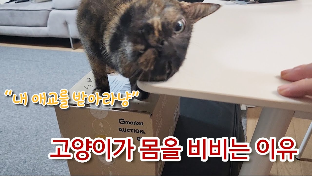 고양이가 자꾸 몸을 비비는 이유 고양이 강아지와 함께하는 일상 Youtube
