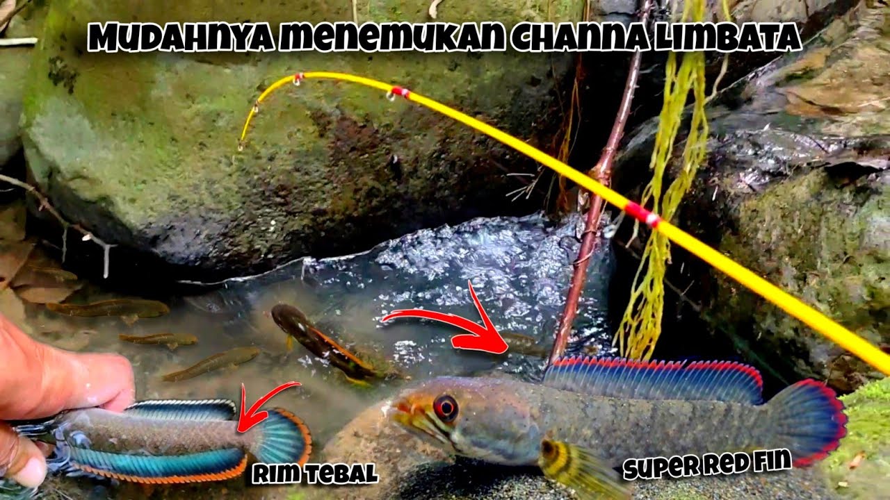 MANCING CHANNA LIMBATA ??? Cukup di tempat begini ( Red Fin, Rim tebal ...