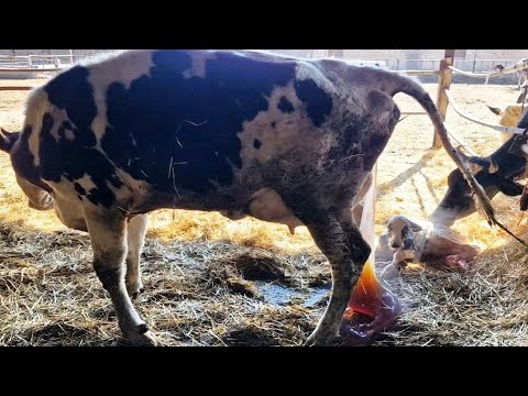 You Won’t Believe What Happens During This Cow Birth! - YouTube
