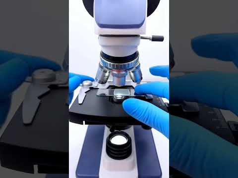 Sperm under microscope 🔬(Upto 1000X magnification)..📽️: ‎@EducationClub0  .