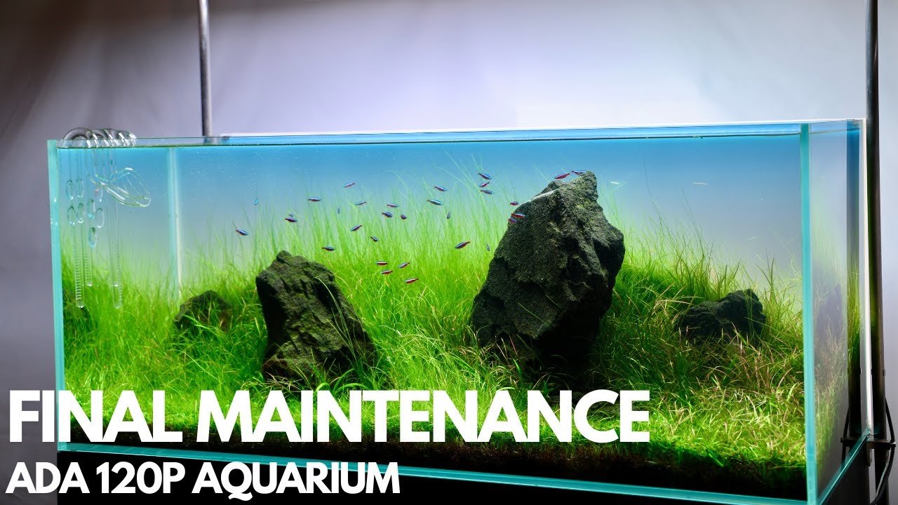 The Last Maintenance Session | ADA 120P Aquarium - YouTube
