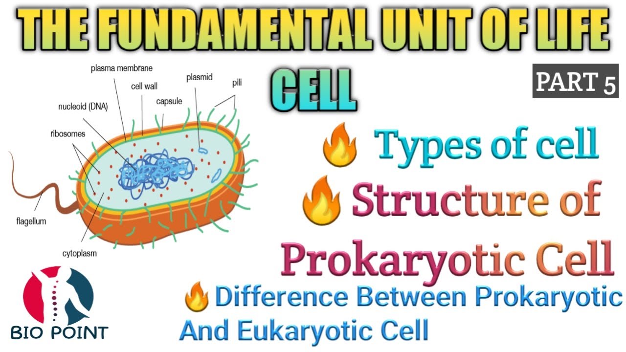 CELL THE UNIT OF LIFE || TYPES OF CELL || STRUCTURE OF PROKARYOTIC CELL ...