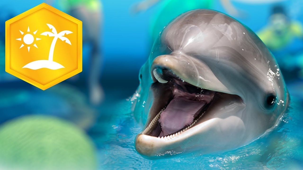 DOLPHINS! 🐬 The Sims 4 Island Living PART 2 - YouTube