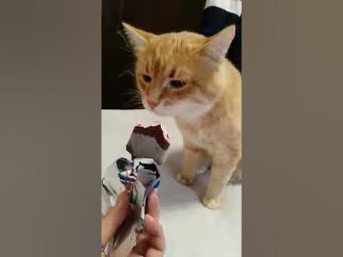 Котик ест вкусняшку! ☺ - YouTube