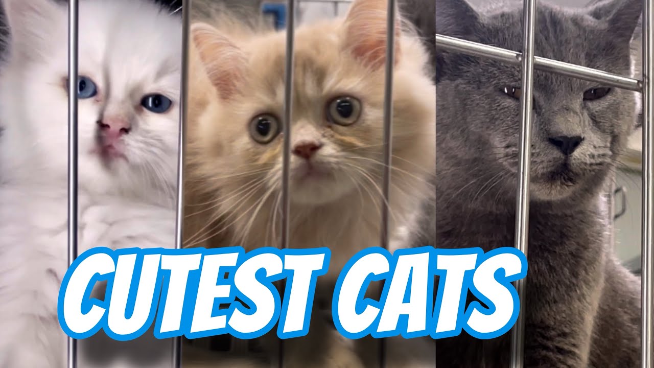 Cutest Cats - YouTube