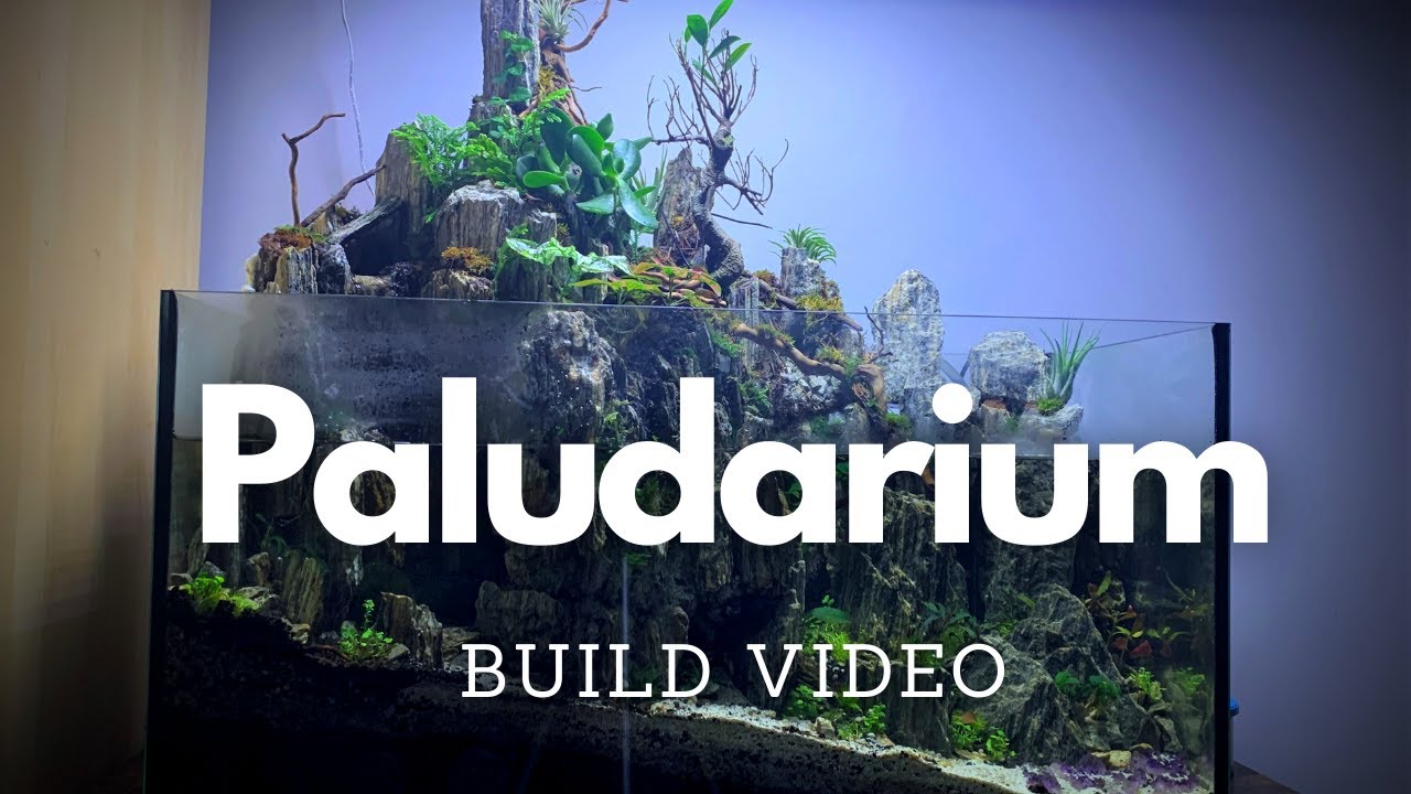 I made a Paludarium! Build Video - YouTube