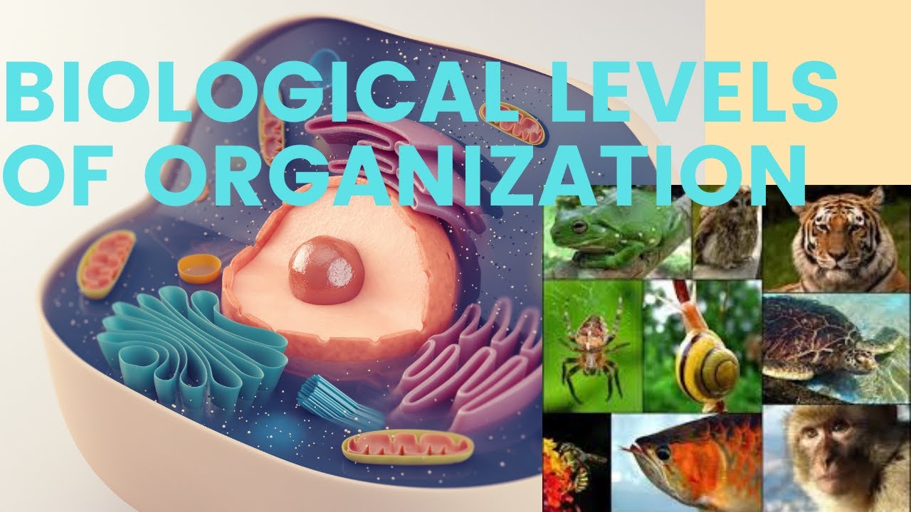 Biological Levels of Organization - YouTube