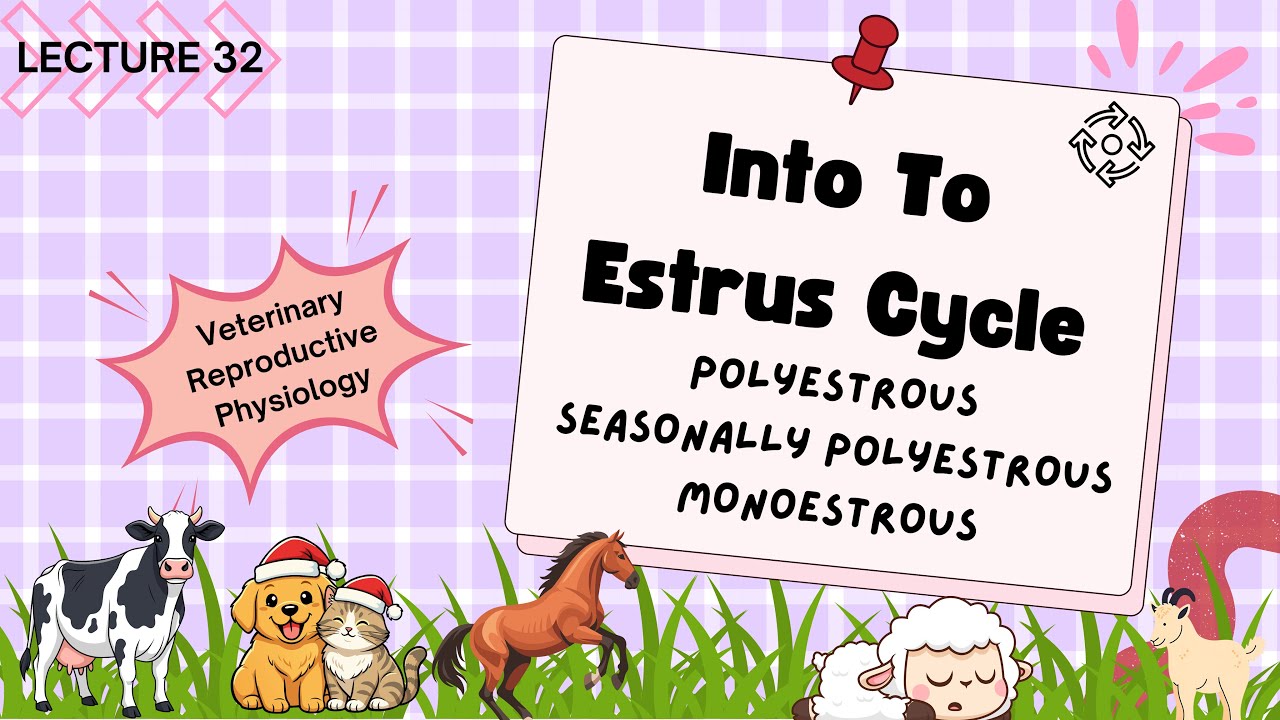 Intro to Estrus Cycle | Polyestrous, Seasonally polyestrous ...