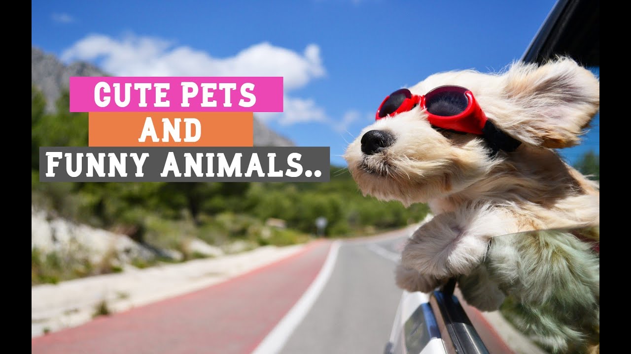 Cute Pets And Funny Animals Compilation - YouTube