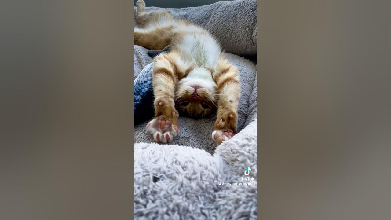 When your cat finds catnip for the first time and is high AF 😆 #cats #kitten #funnycats # ...