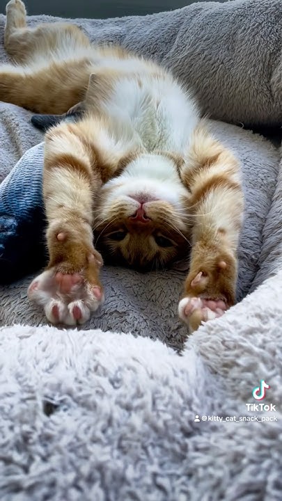 When your cat finds catnip for the first time and is high AF 😆 #cats #kitten #funnycats # ...